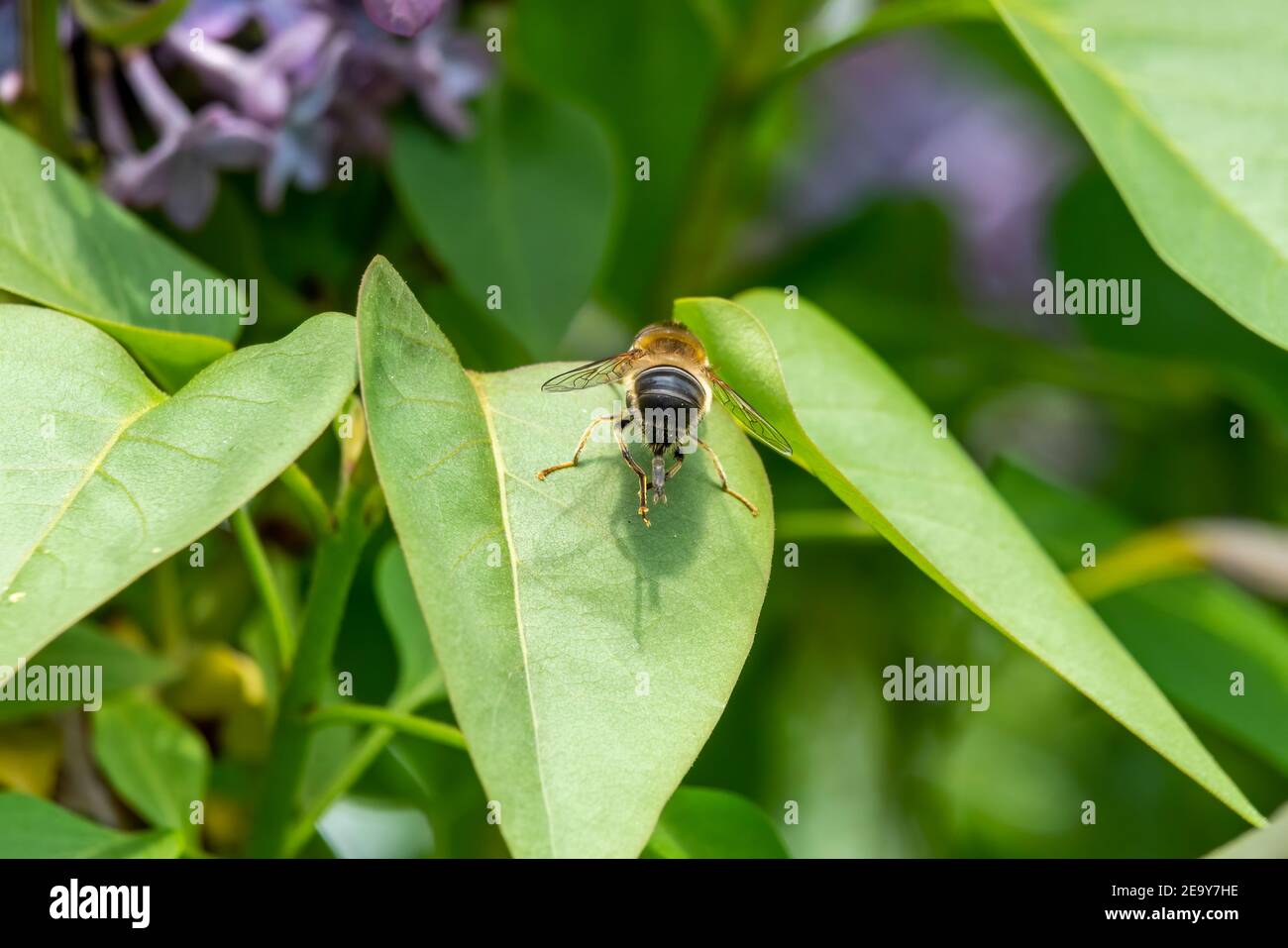 Eristalis pertinax hoverfly female ovipositor projecting from the apex ...