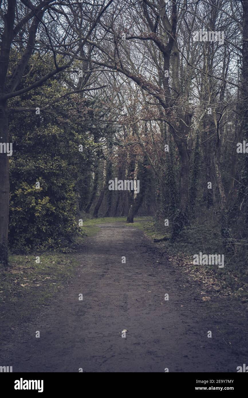 Dark path in the forest Stock Photo - Alamy