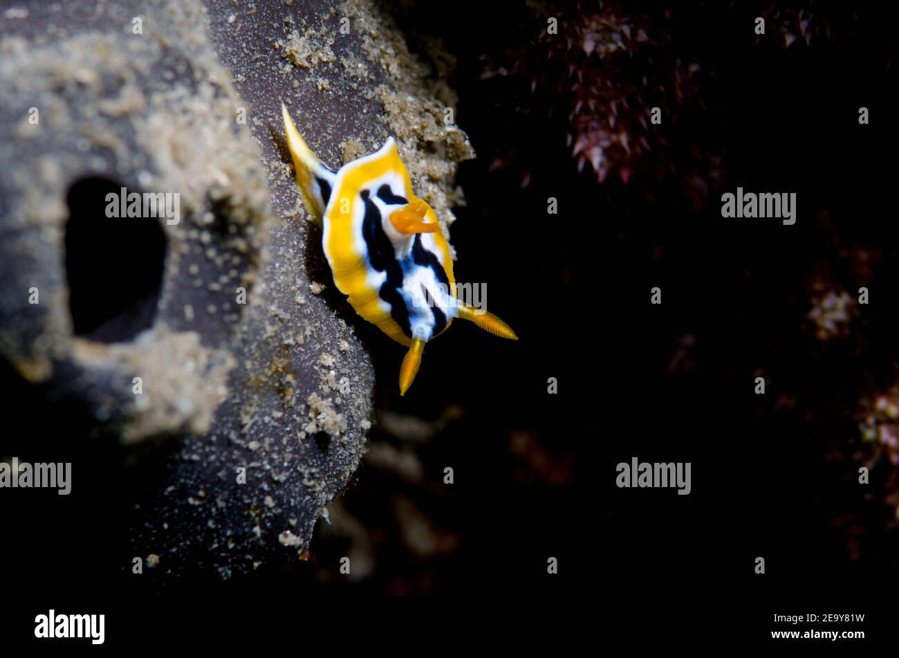 Nudibranch sea slug blue yellow hi-res stock photography and images - Alamy