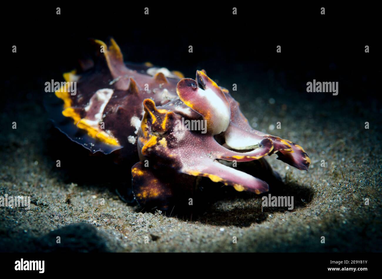 Black of cuttlefish hi-res stock photography and images - Alamy