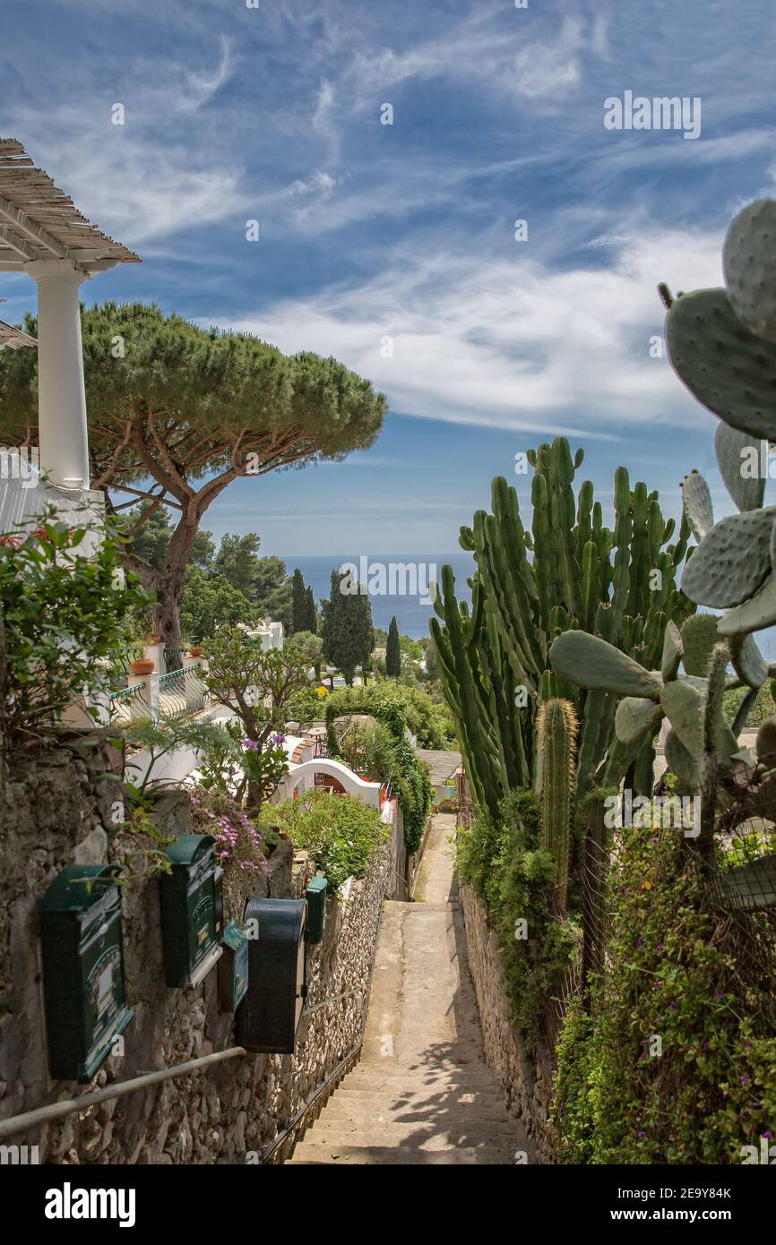 Summer flowers capri hi-res stock photography and images - Alamy