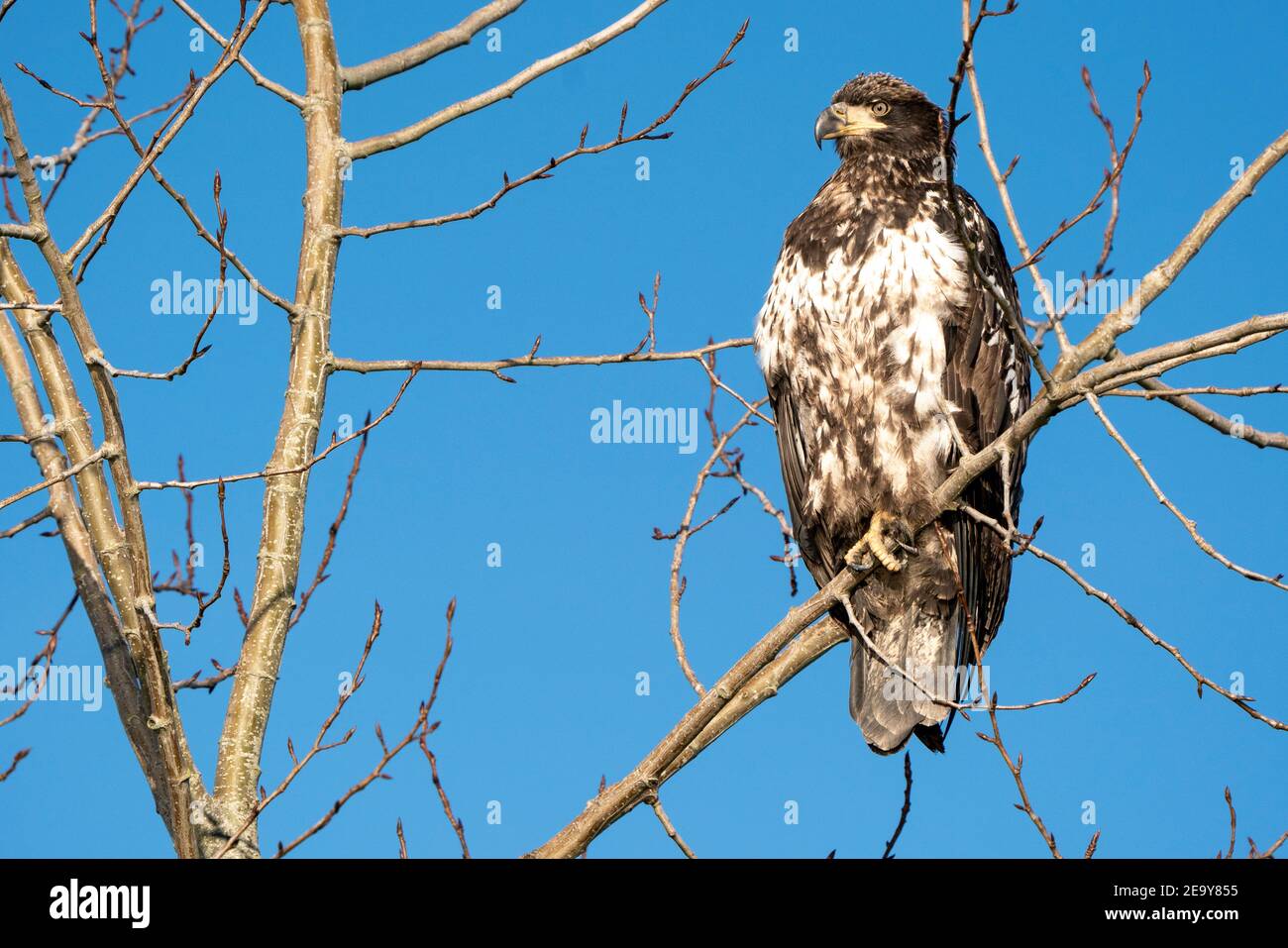 Juvenile Bald Eagle Stock Photo - Alamy