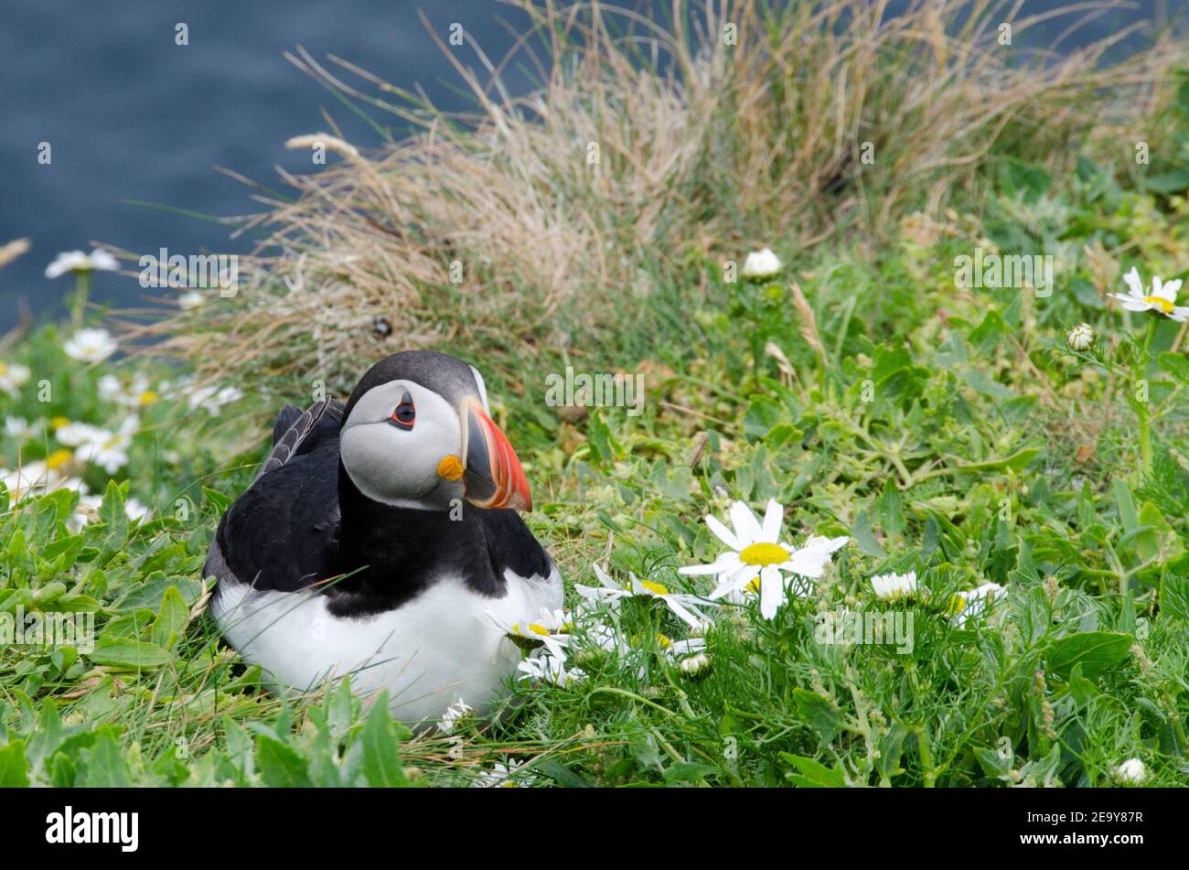 Puffin eyes hi-res stock photography and images - Alamy