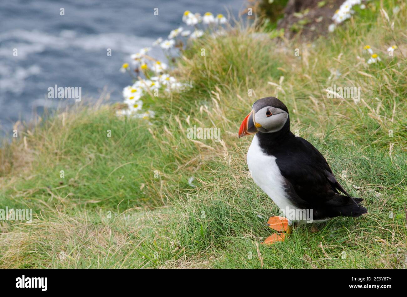 Puffin eyes hi-res stock photography and images - Alamy