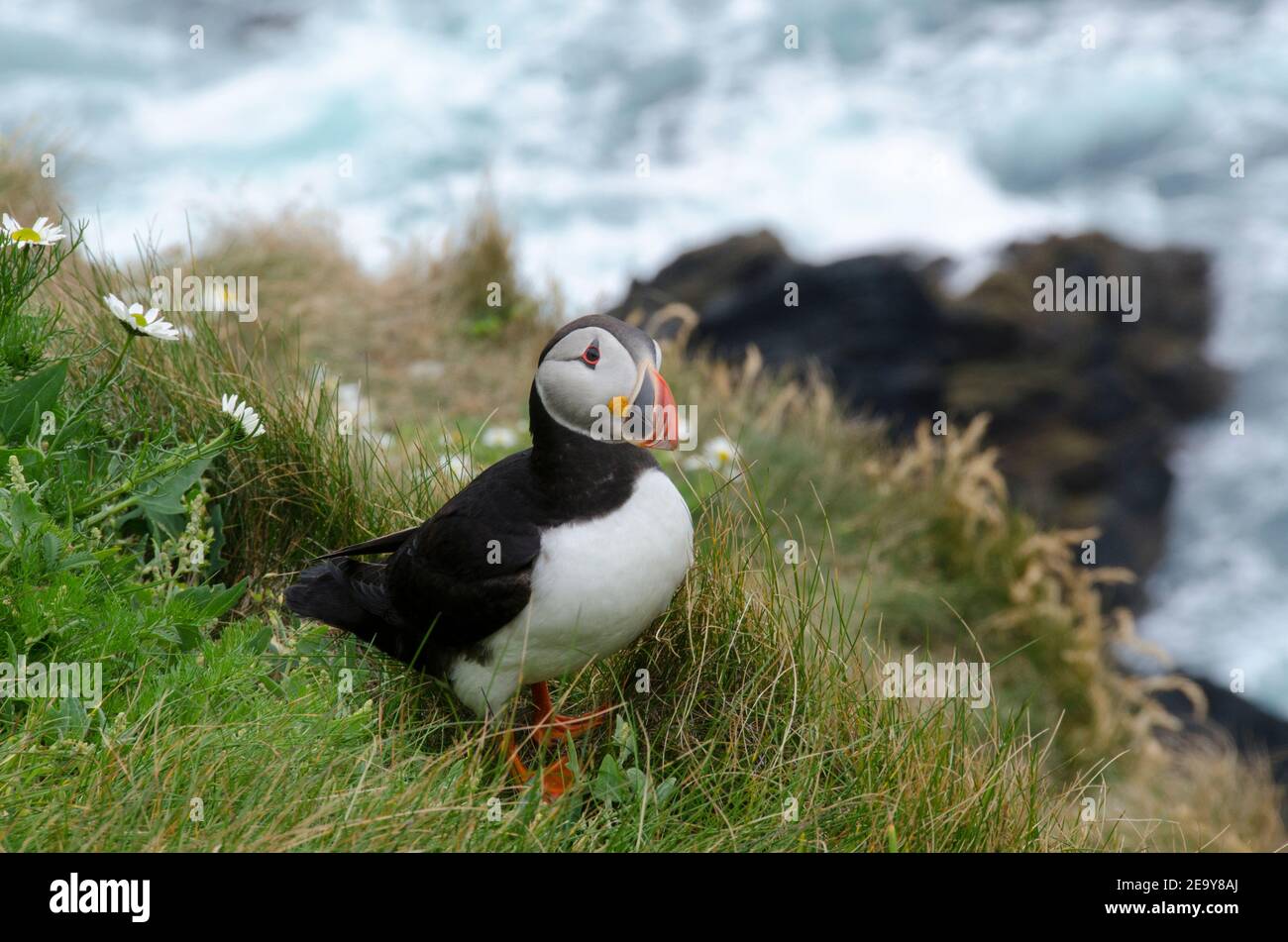 Puffin eyes hi-res stock photography and images - Alamy
