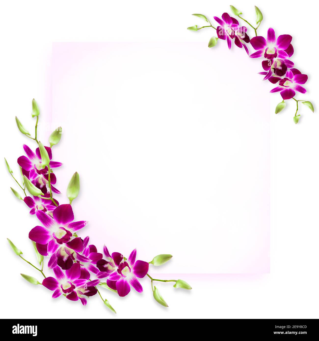 Copy space decorate with sweet colorful tropical Orchids flower frame ...