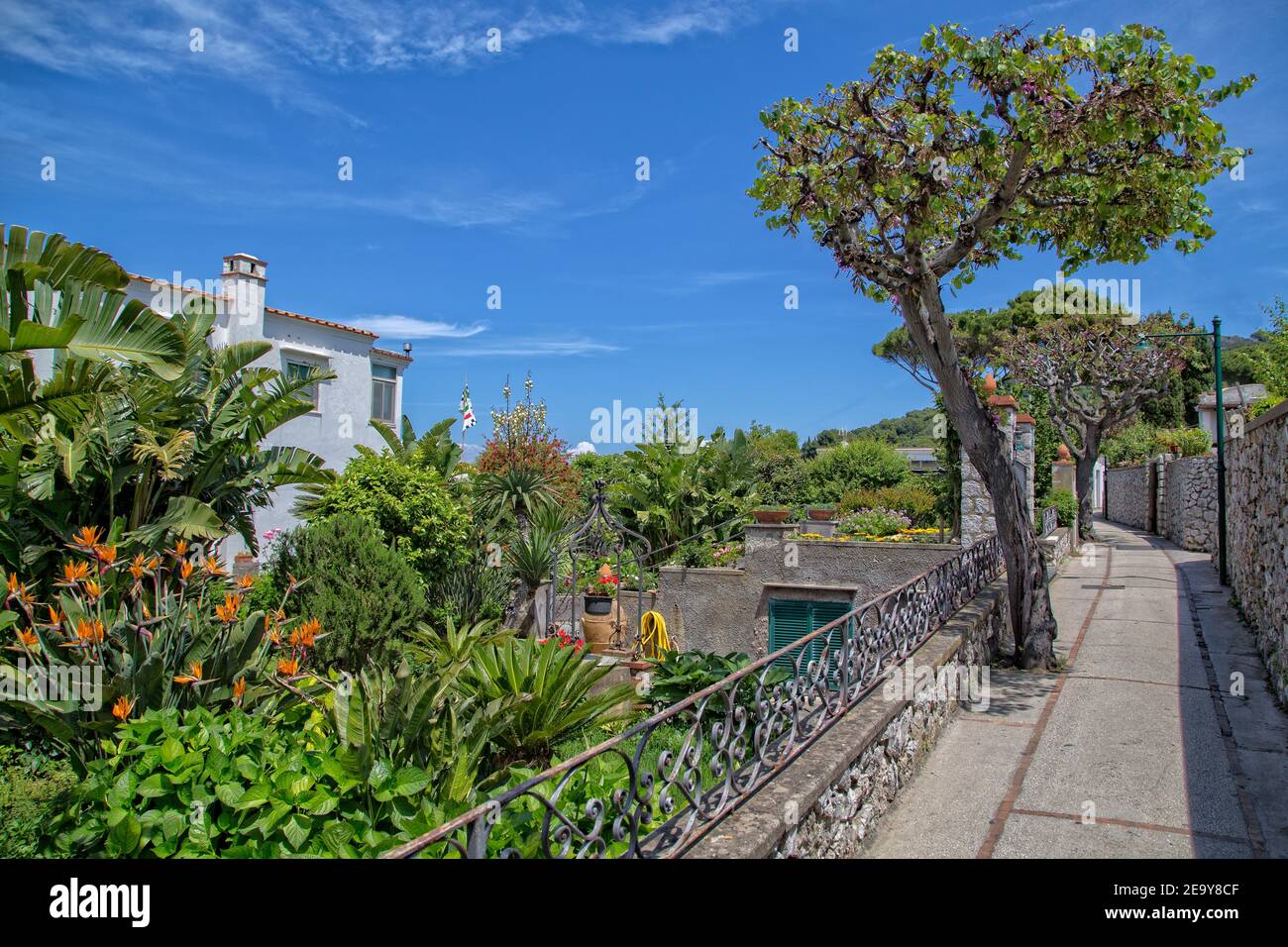 Beautiful footpath full of trees and flowers on Capri Island. Typical ...