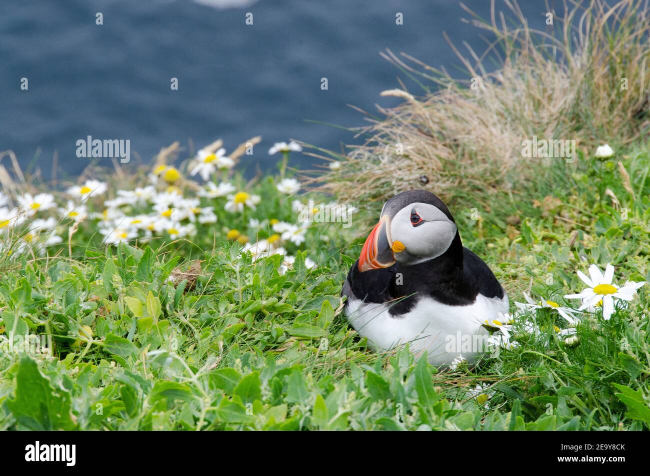 Puffin eyes hi-res stock photography and images - Alamy