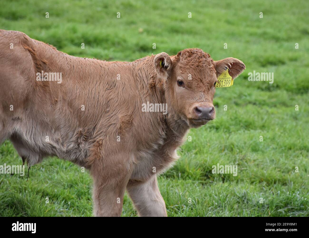 Really adorable tan calf with a very sweet face Stock Photo - Alamy