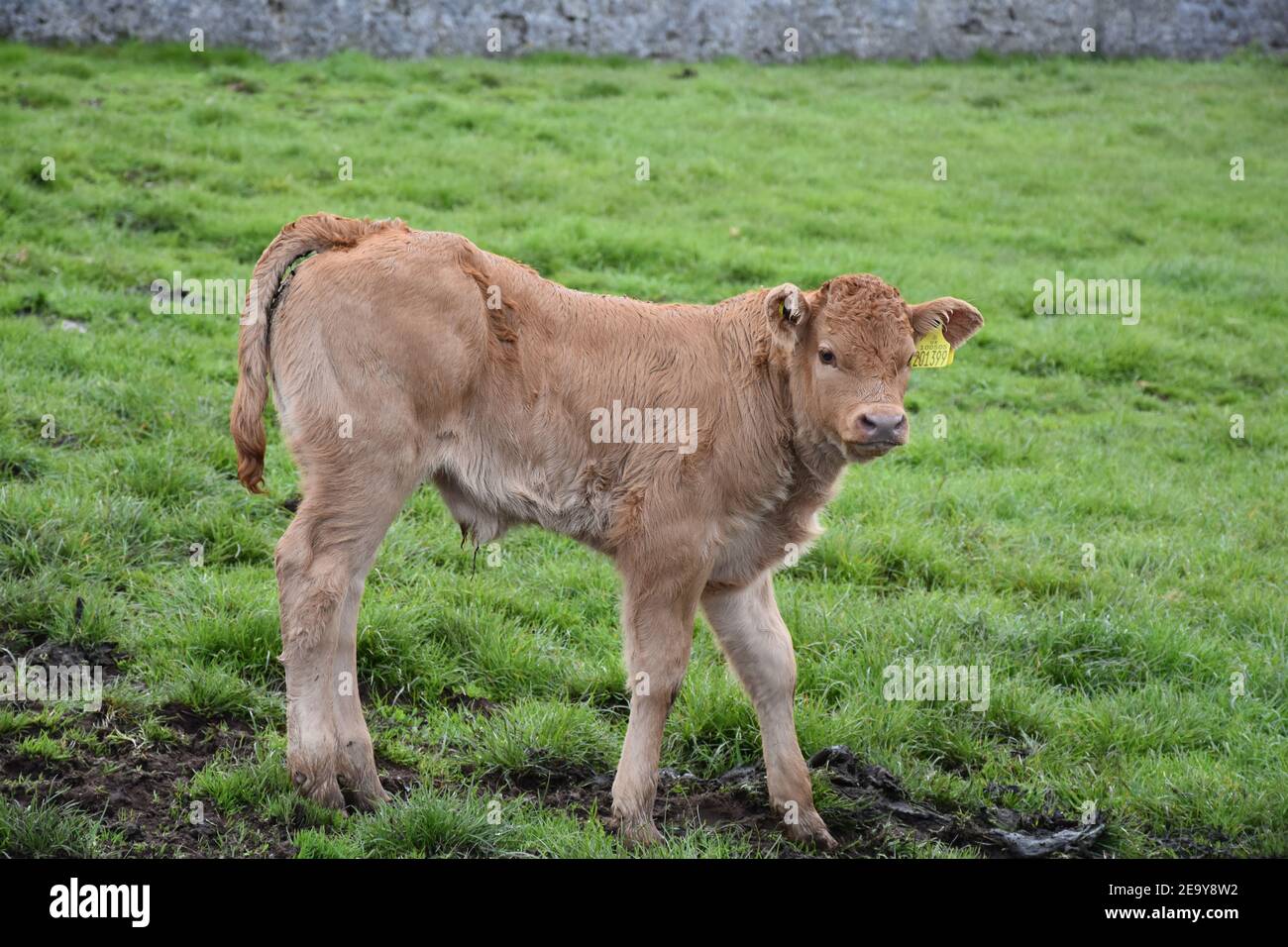 Adorable baby calf in a green grass pasture Stock Photo - Alamy