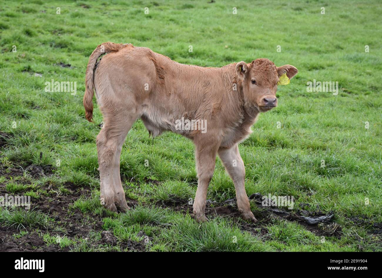 Adorable tan baby cow in a muddy pasture Stock Photo - Alamy