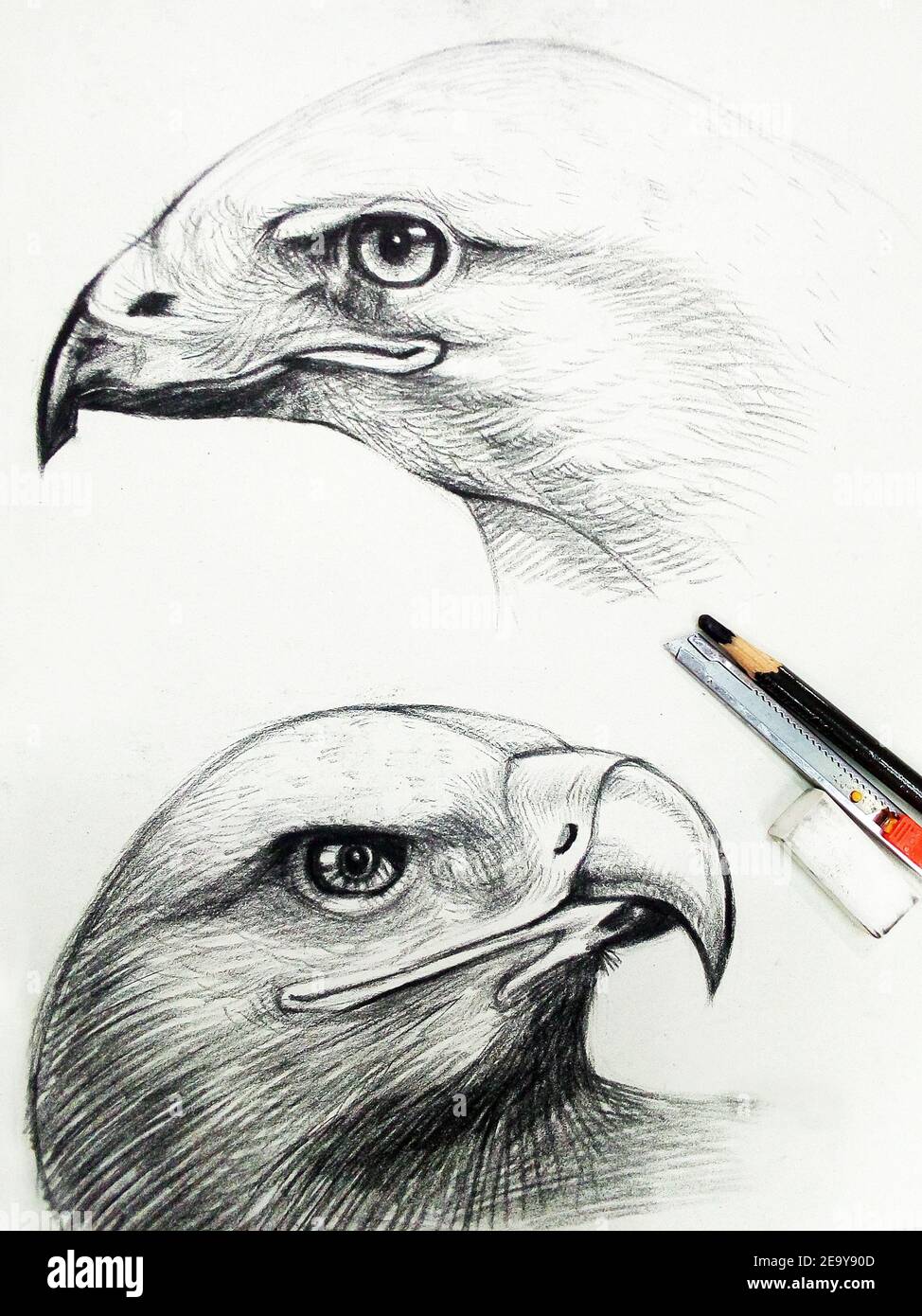 Hawk Head Sketch