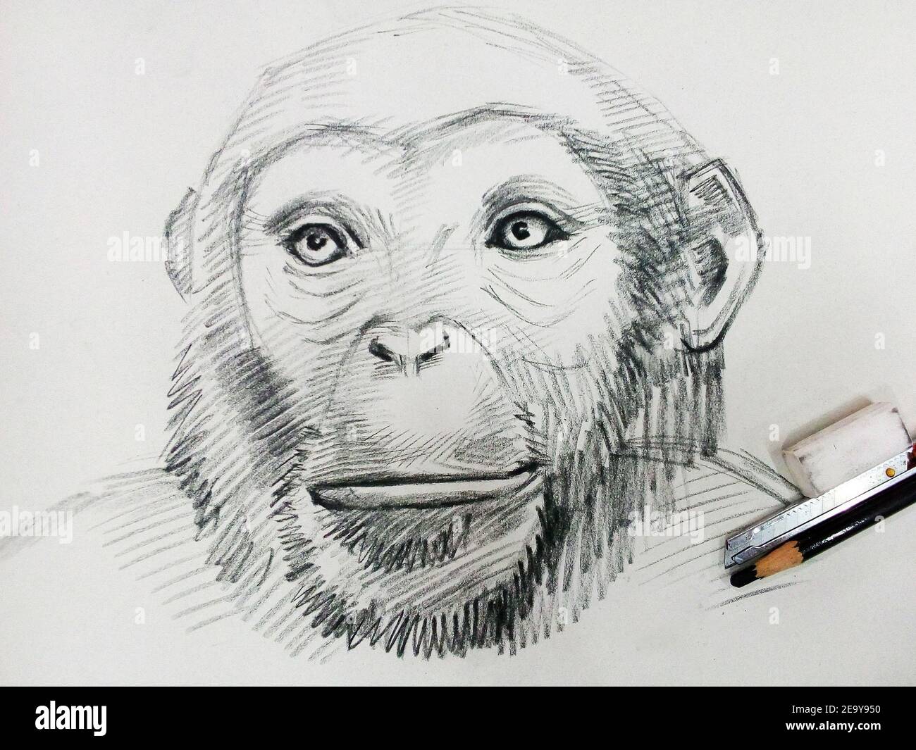 Hand Drawing Animals High Resolution Stock Photography and Images - Alamy