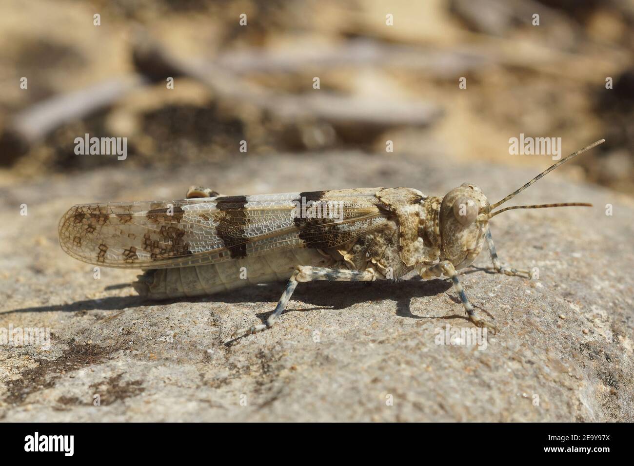 Sphingonotus caerulans is a large locust in the Mediterranean area ...