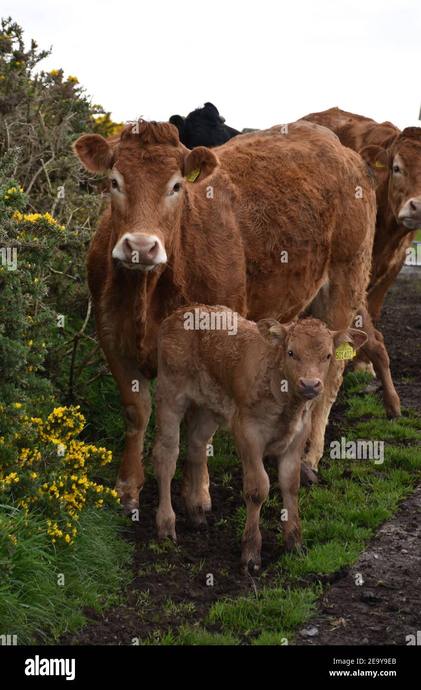 Spring time in England with cow families Stock Photo - Alamy