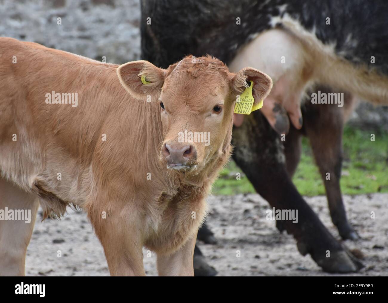 Calf's face with a milk moustache standing in a muddy area Stock Photo ...