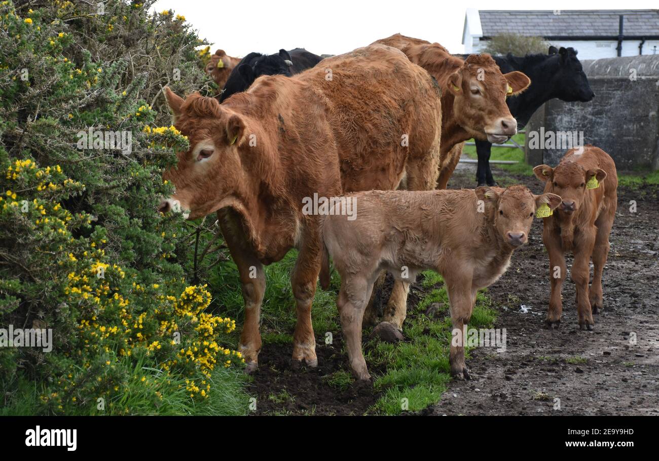 Cute family of cows standing in a cluster in England Stock Photo - Alamy