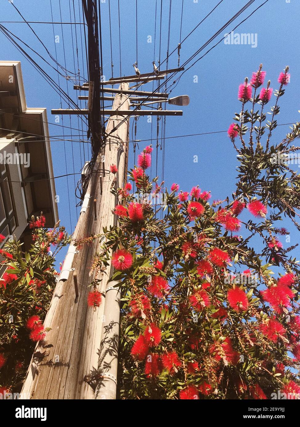 A transmission pole with messy wiring and blooming shrub of Bottlebrush ...