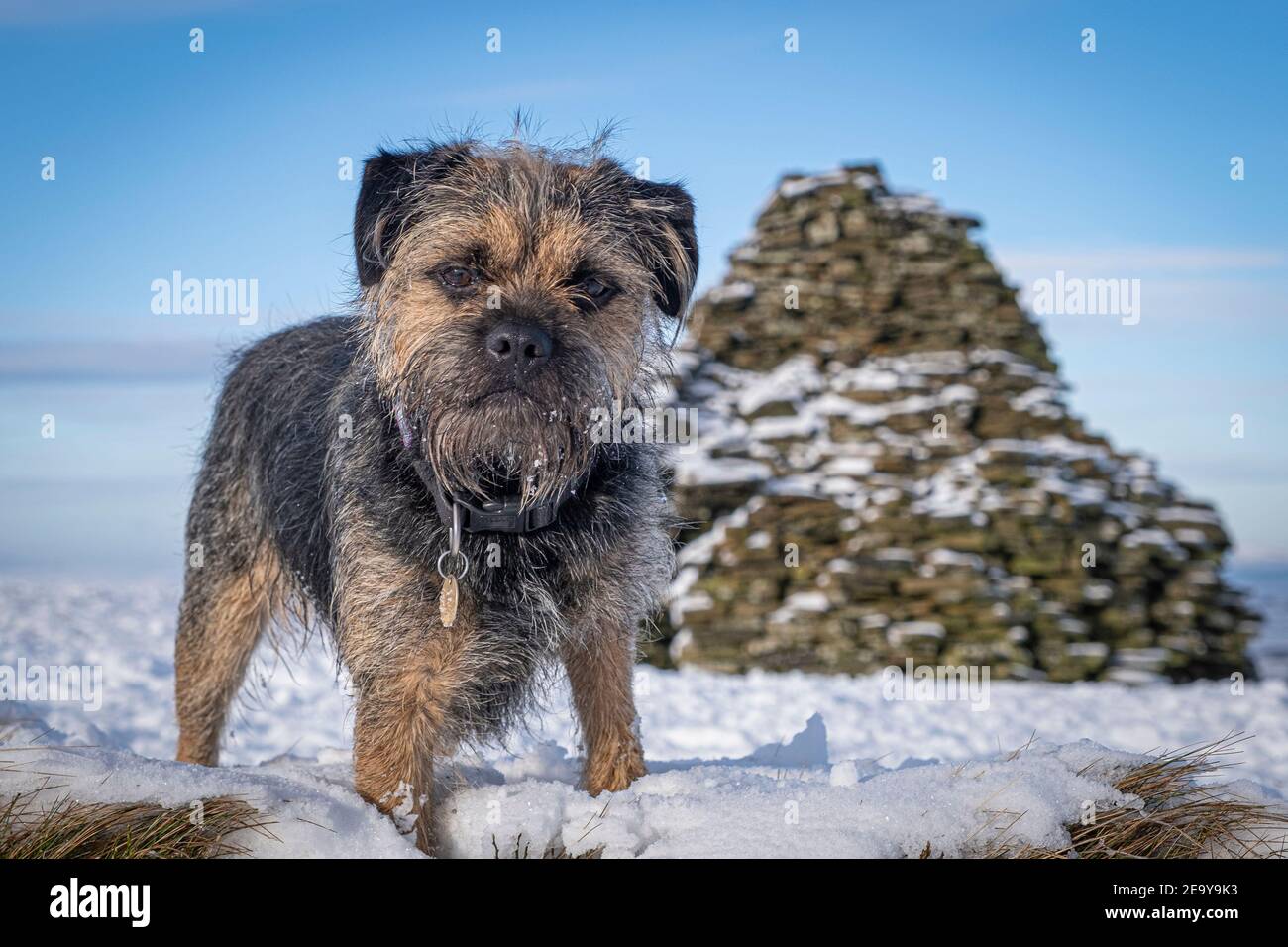 A Blue and Tan Border Terrier Dog in the snow, UK Stock Photo - Alamy