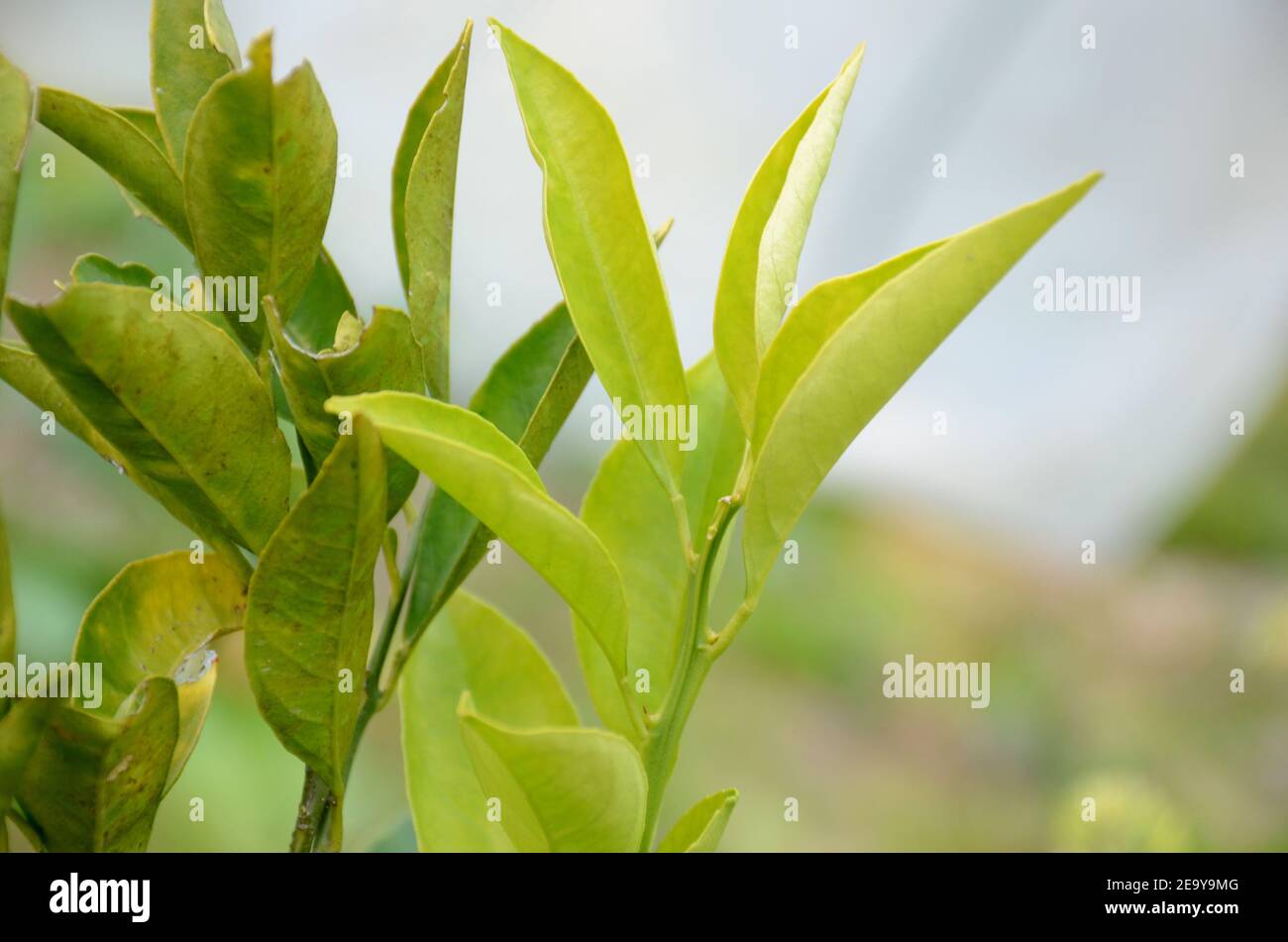Leaves of an orange tree in a garden Stock Photo - Alamy