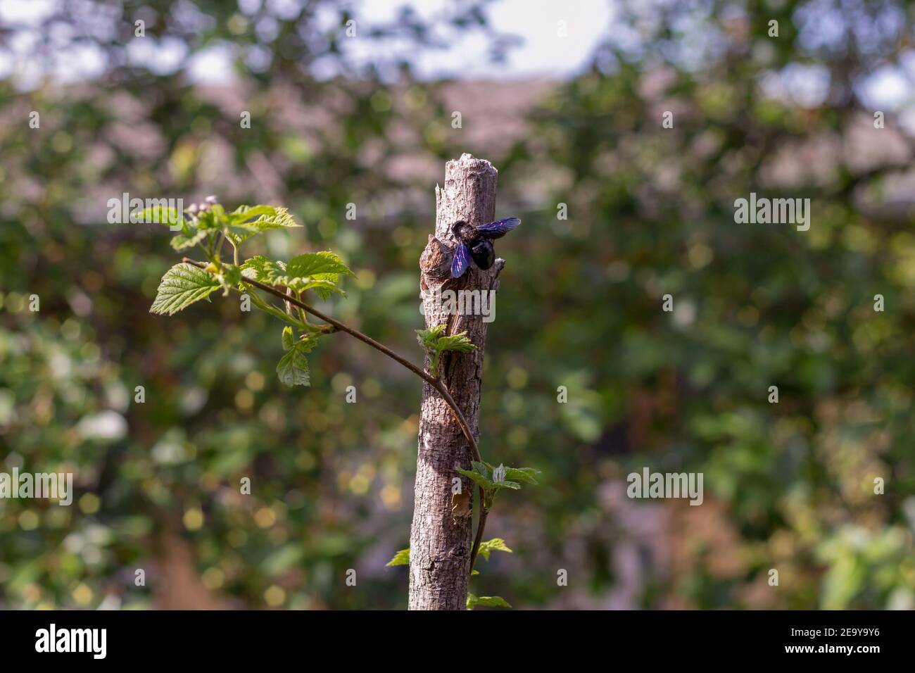Bug under tree bark hi-res stock photography and images - Alamy