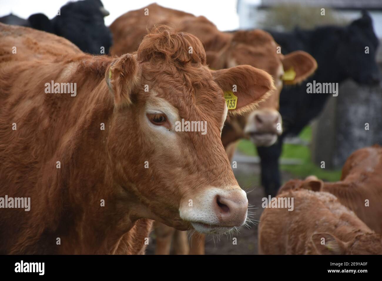 Cluster of brown cows standing together in a herd Stock Photo - Alamy