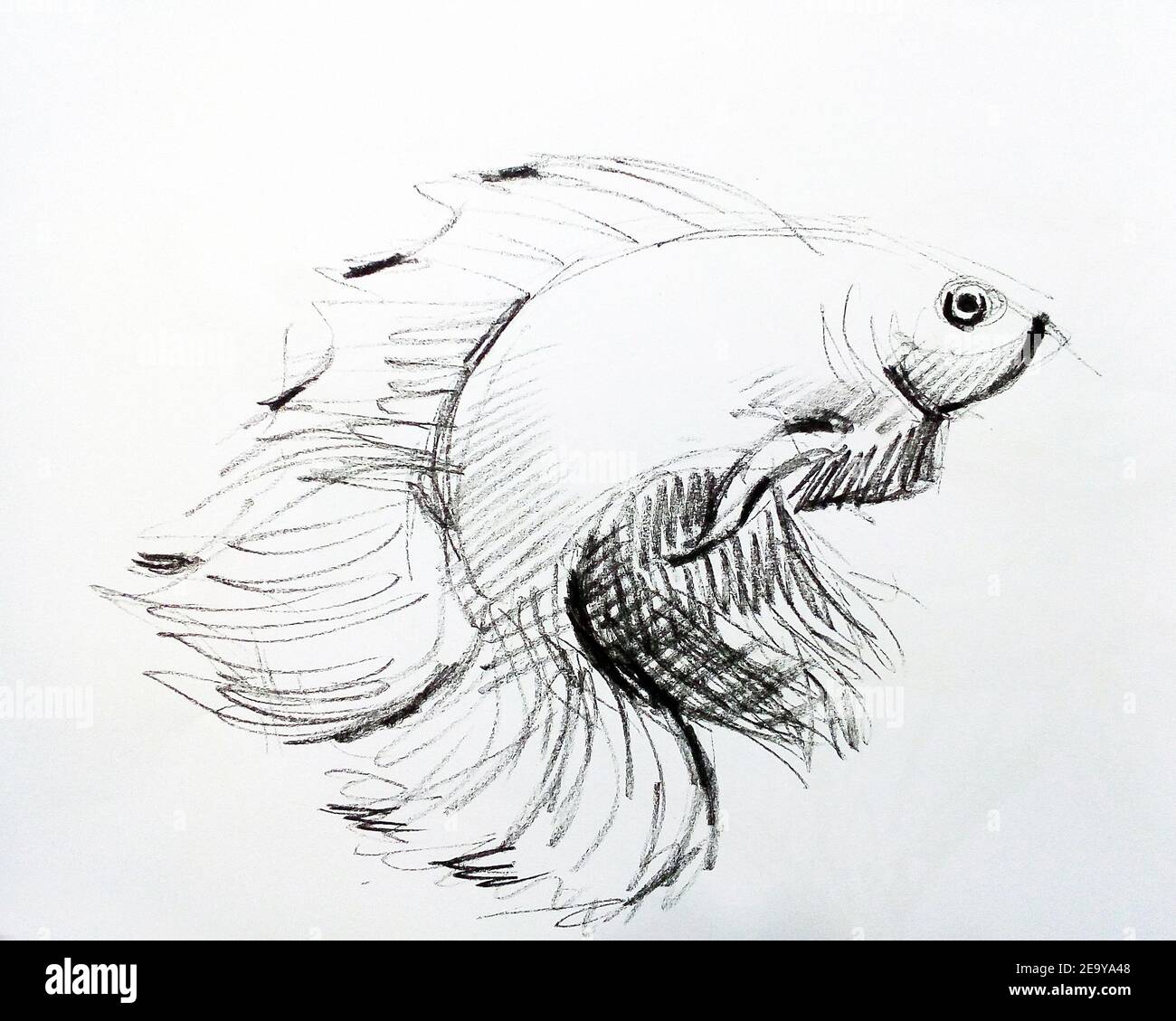 Drawing ,Sketch ,out line, Face, Cute , Betta fish Stock Photo - Alamy