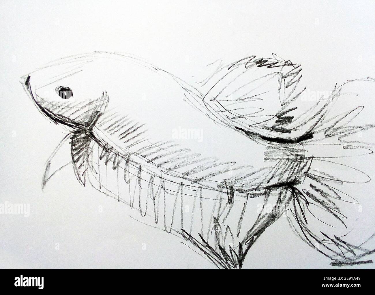Drawing ,Sketch ,out line, Face, Cute , Betta fish Stock Photo - Alamy