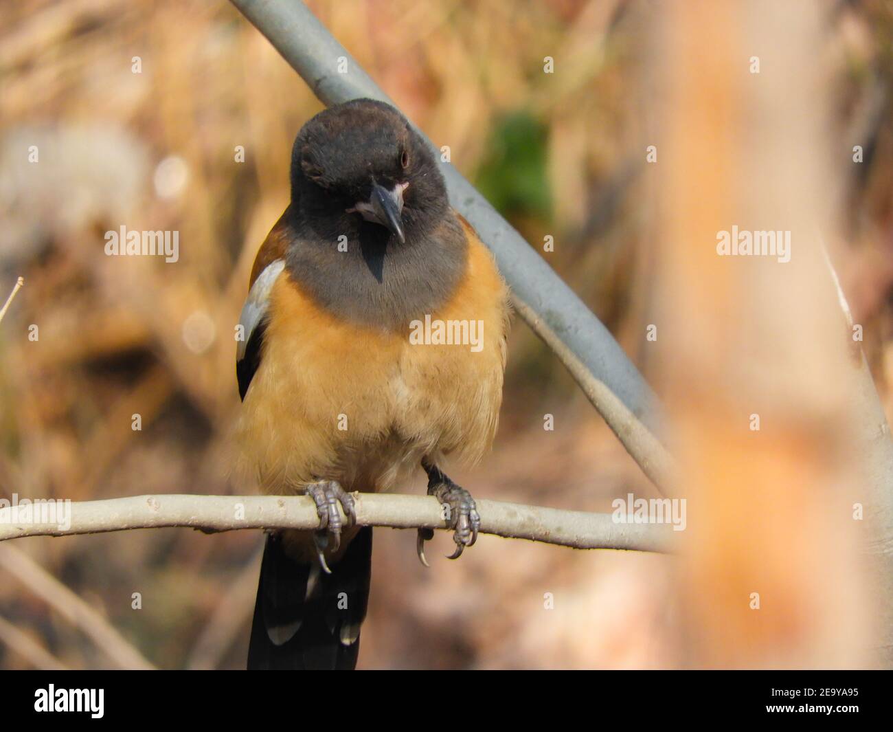 Rufous treepie nest hi-res stock photography and images - Alamy