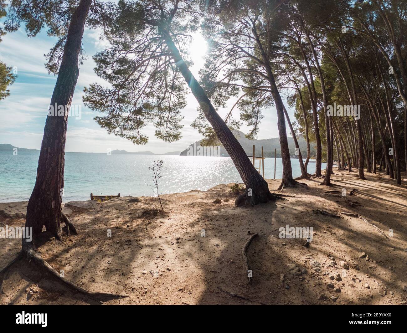 Mediterranean trees hi-res stock photography and images - Alamy