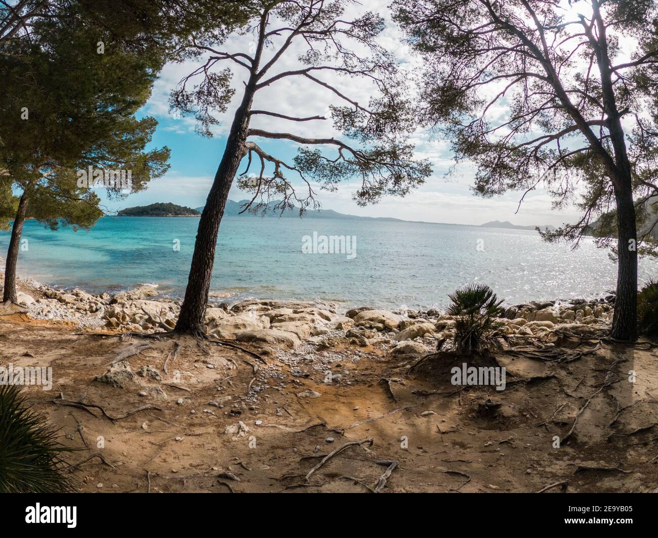 Mediterranean trees hi-res stock photography and images - Alamy