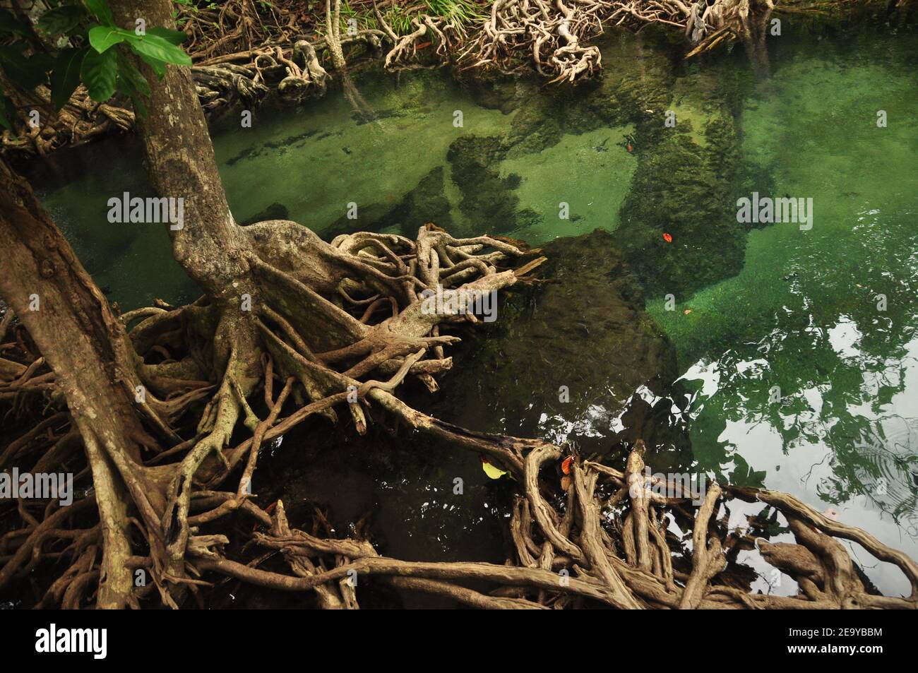 Transparent water in wild tropical pond or river, From above shot of ...