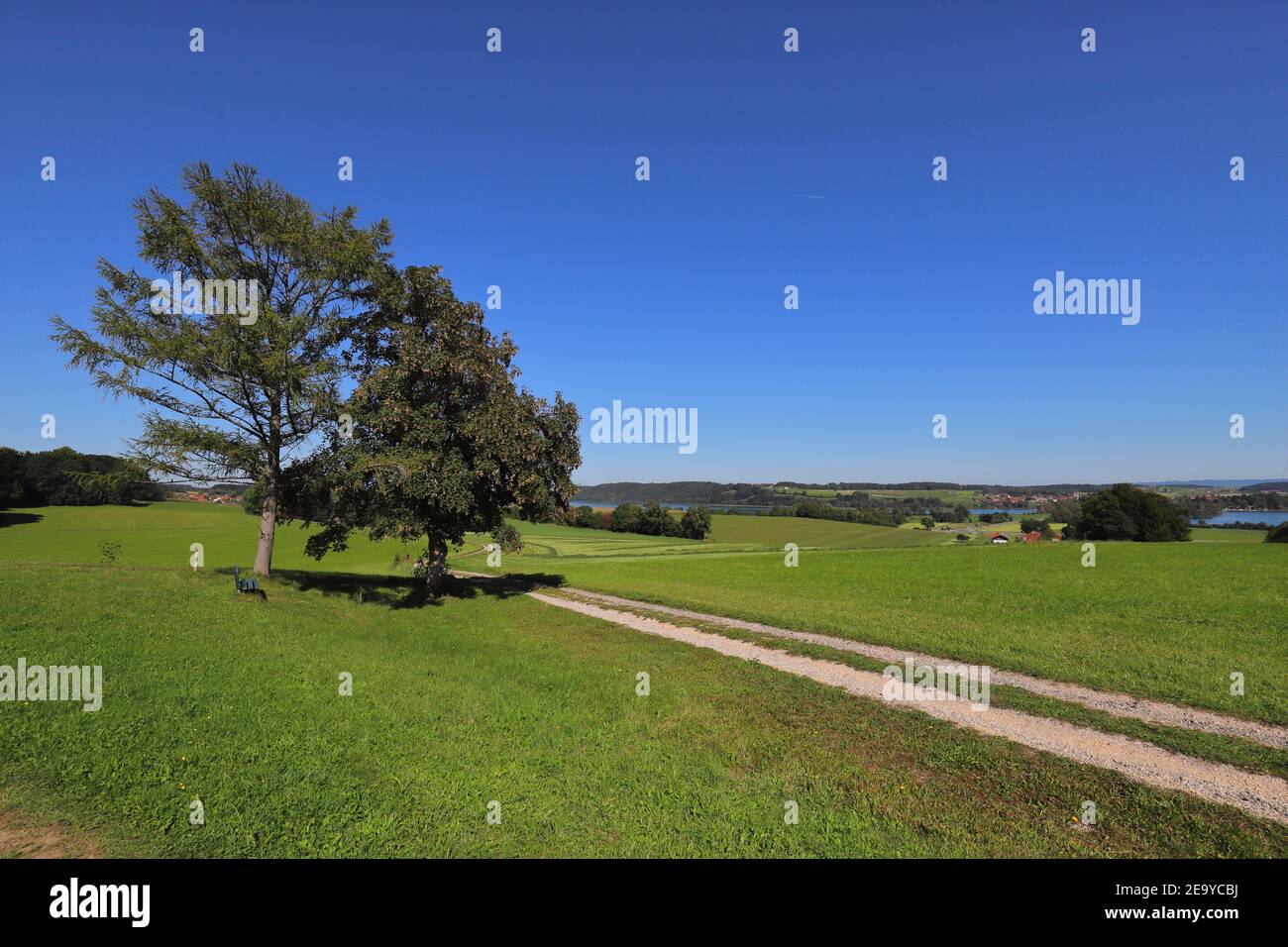Trees and meadows characterize the landscape at Waginger See in Germany ...