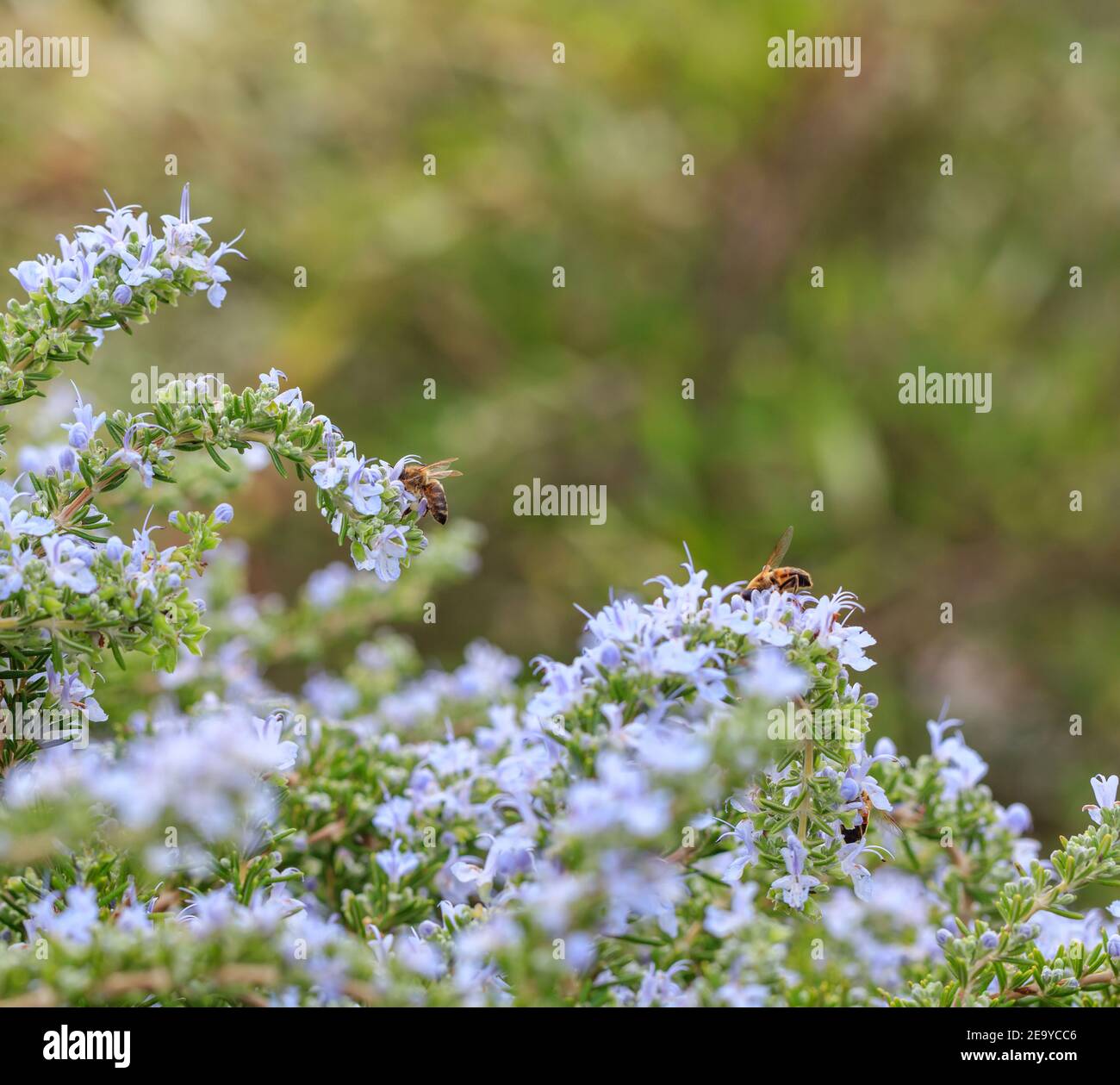 Rosemary (rosmarinus-officinalis) flowers, bees pollination close up ...