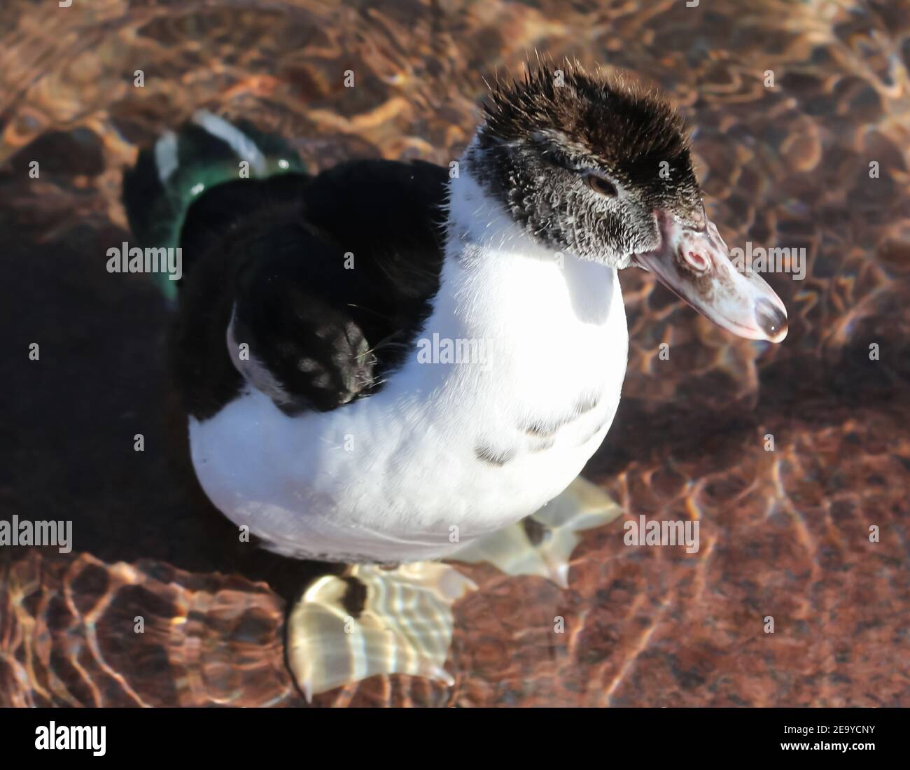 Shell duck hi-res stock photography and images - Alamy