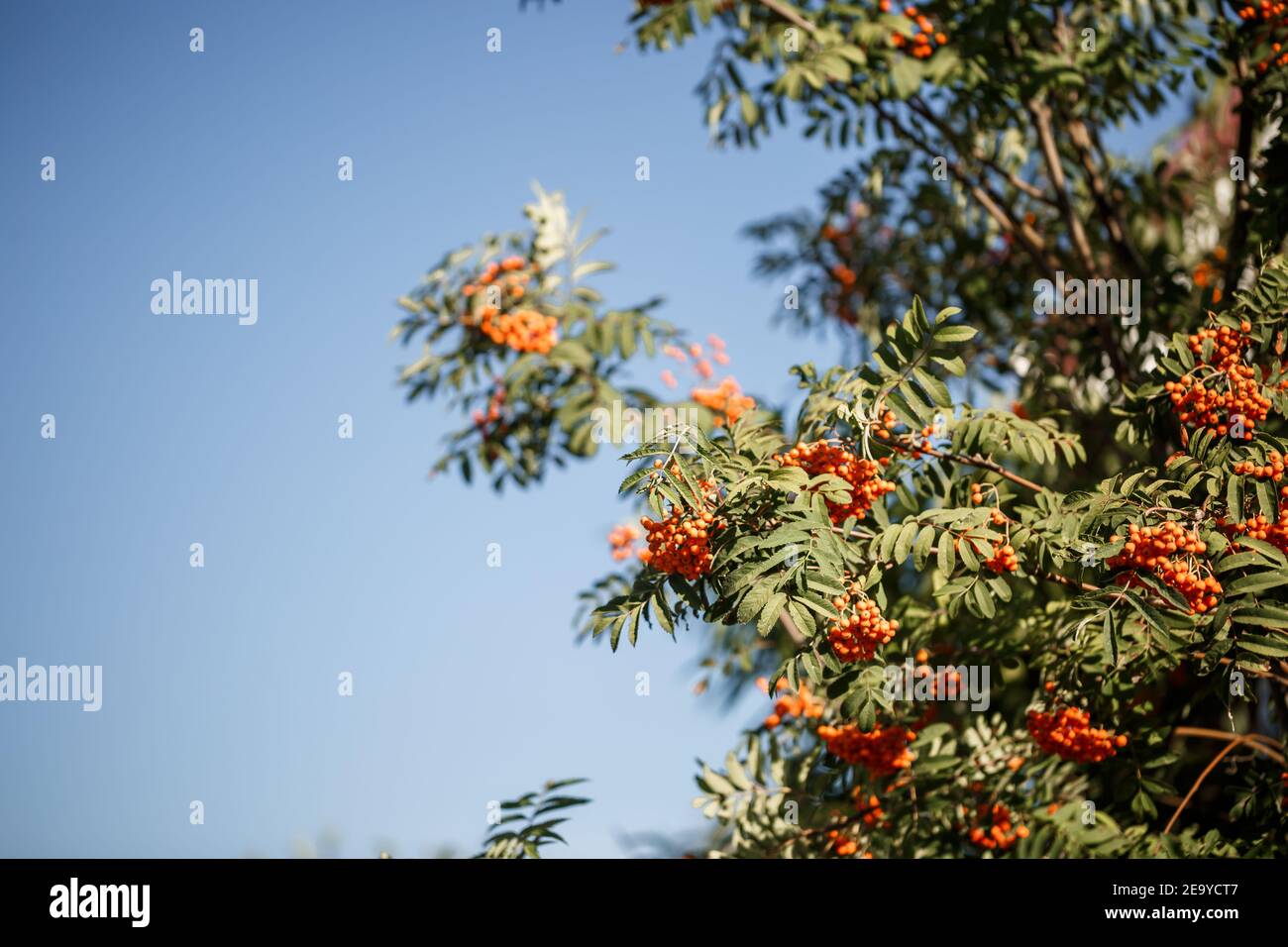 Ornamental tree with orange rowan berries in the garden in the sun ...