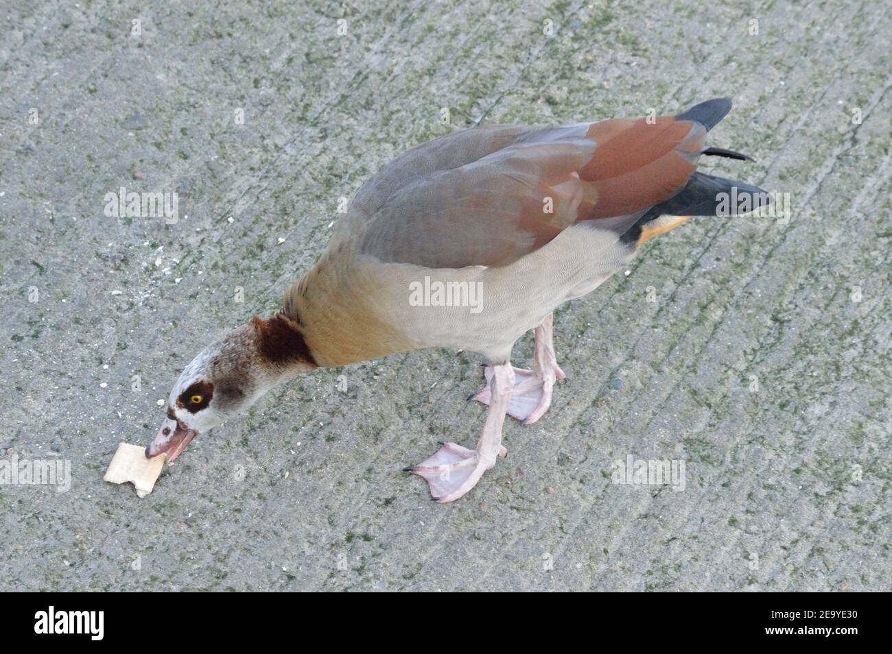 Egyptian goose alongside the River Thames in North Woolwich, London ...
