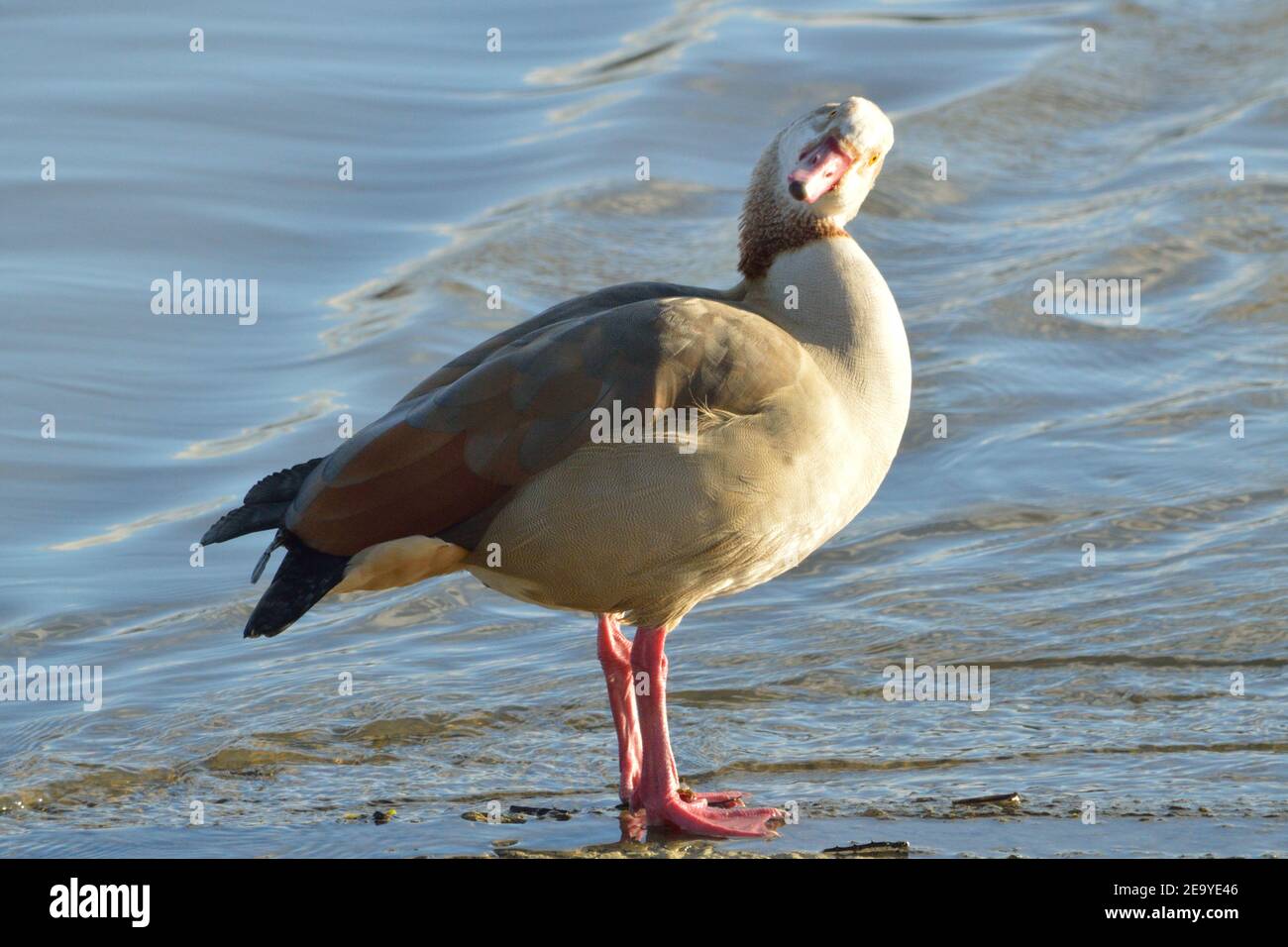Egyptian goose alongside the River Thames in North Woolwich, London ...