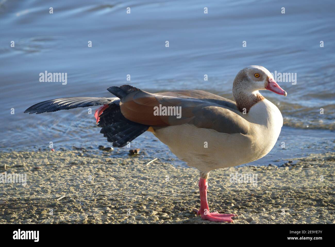 Egyptian goose alongside the River Thames in North Woolwich, London ...