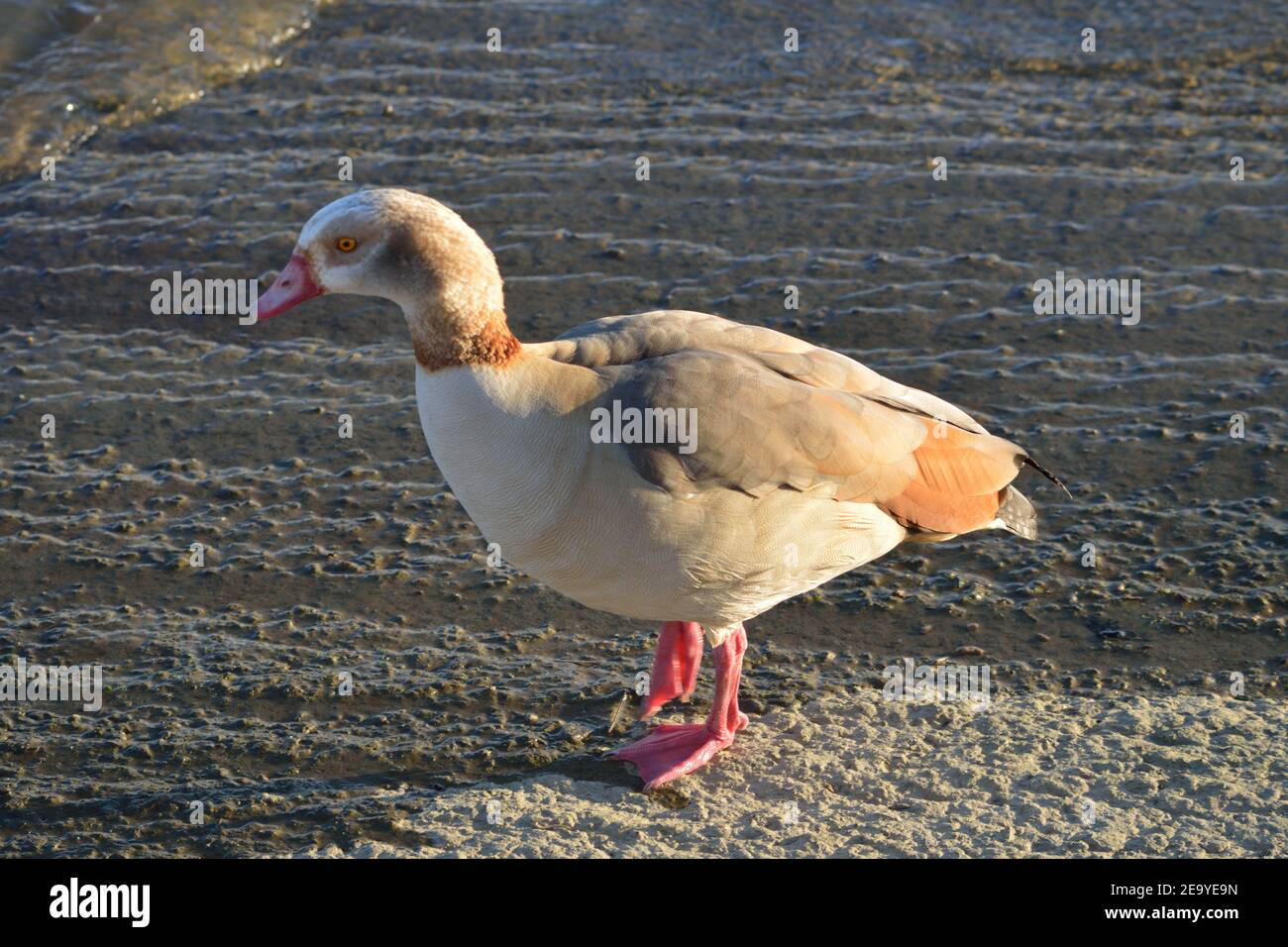 Egyptian goose alongside the River Thames in North Woolwich, London ...