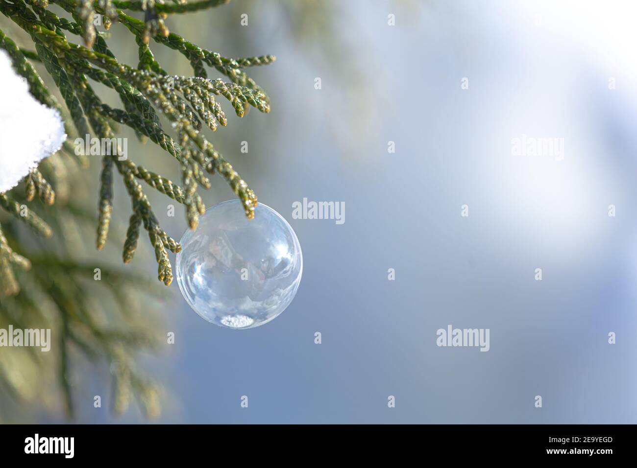 soap bubbles frozen on the tree. High quality photo Stock Photo - Alamy