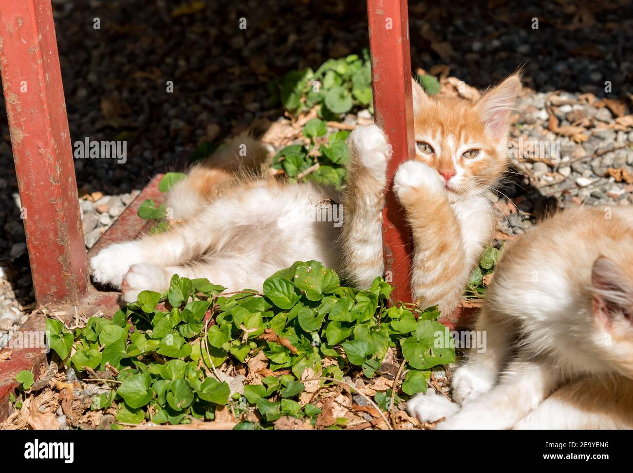 Sunny cats hi-res stock photography and images - Alamy