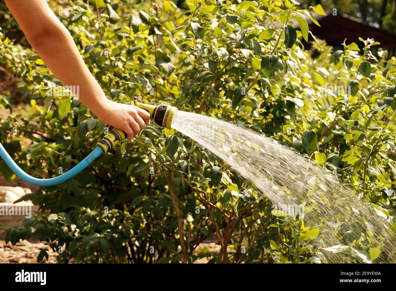 A sunlit stream of water. Watering garden crops with a watering gun ...