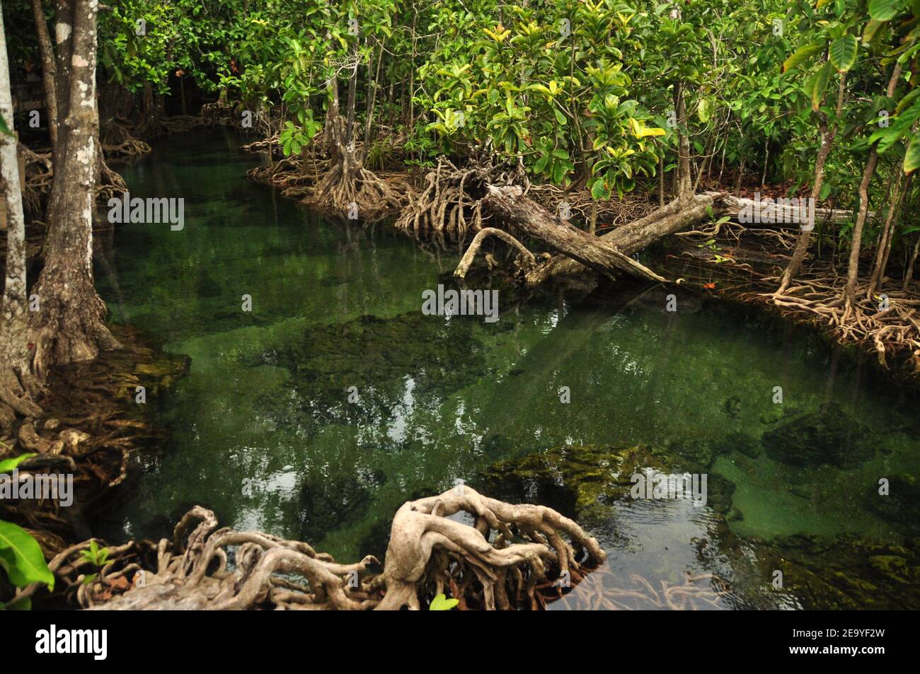 Transparent water in wild tropical pond or river, From above shot of ...