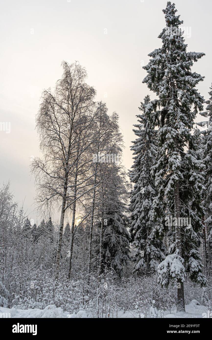 Winter landscape in a mixed pine-spruce forest, Scandinavia. Finnish ...