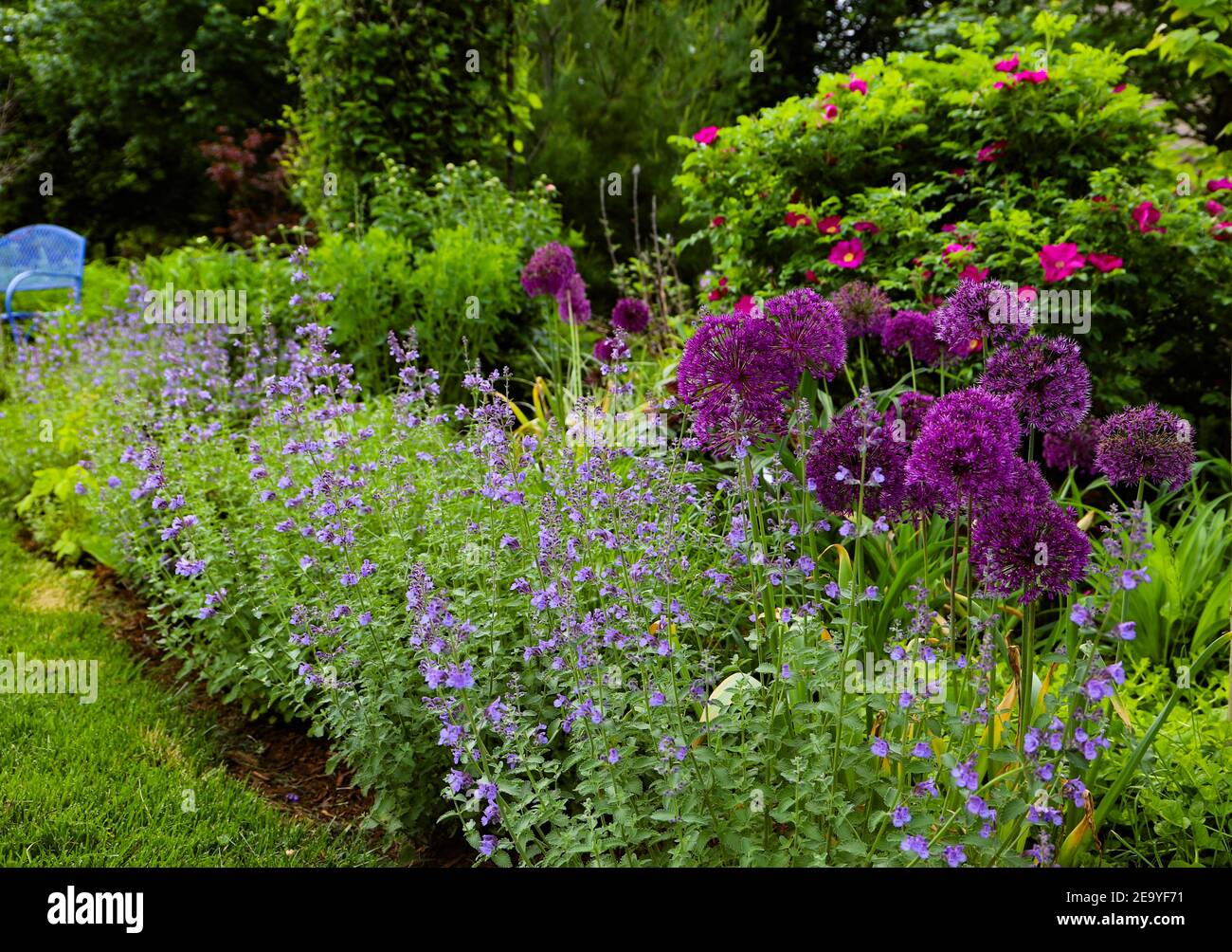 A spring delight, giant purple allium, beaiutiful airy blue d Nepeta x ...