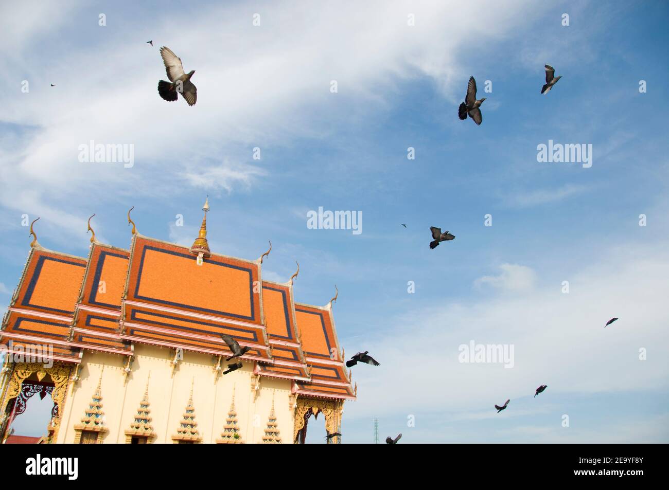Flying pigeons on background of temple, View of birds flying in blue ...
