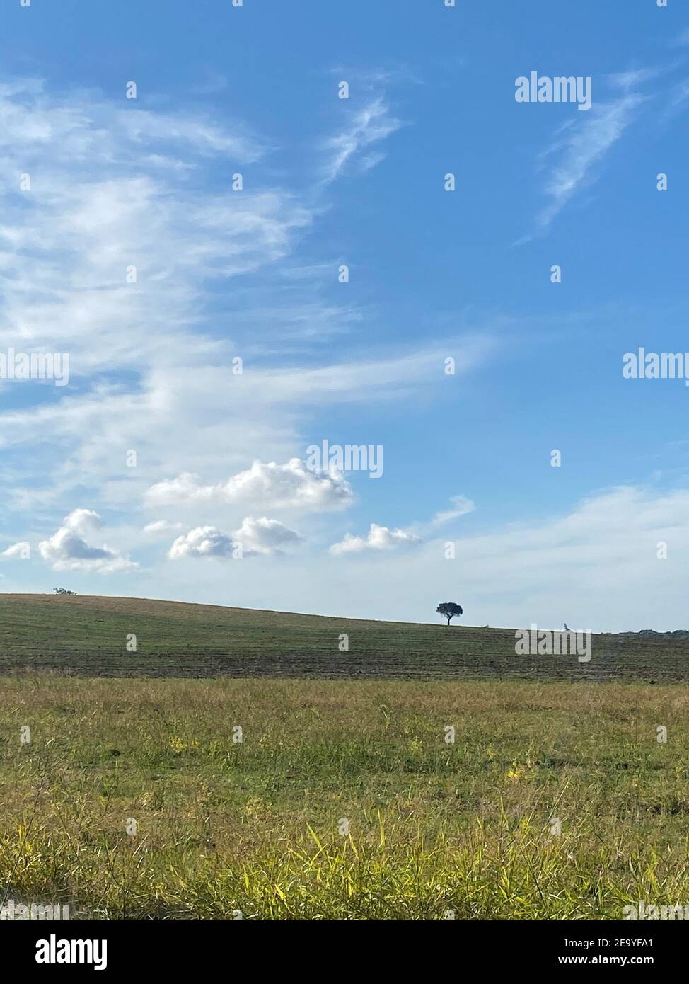 single tree in the grass Stock Photo - Alamy