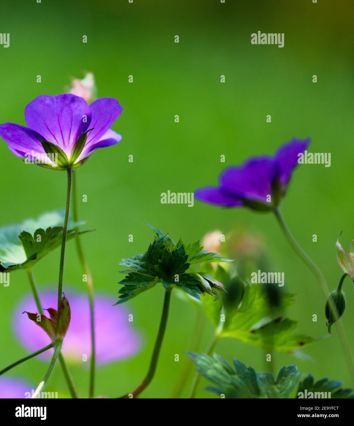 Closeup geranium rozanne hi-res stock photography and images - Alamy