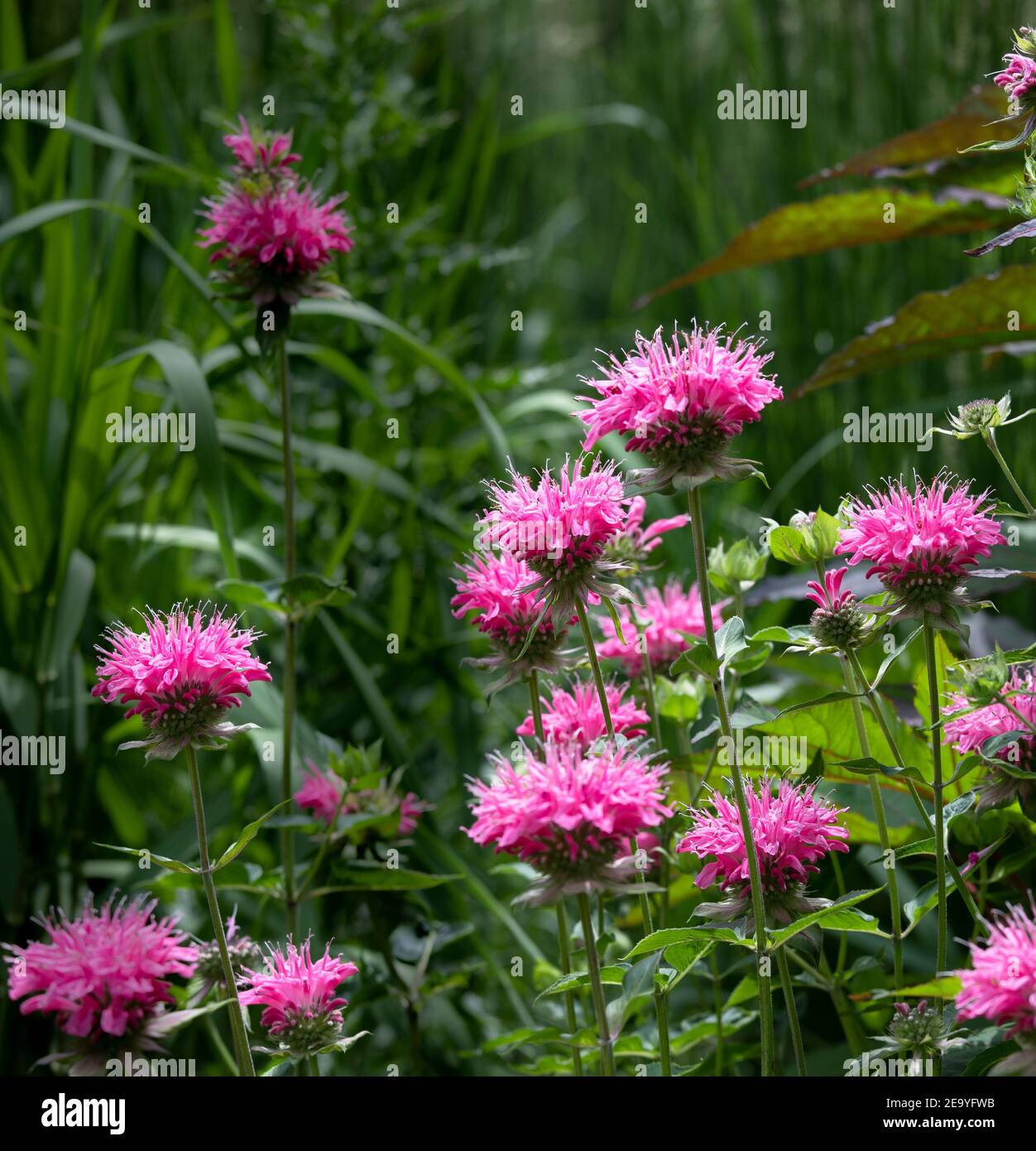 Brilliant pink bee balm plant, monarda didyma, highlighted by the ...